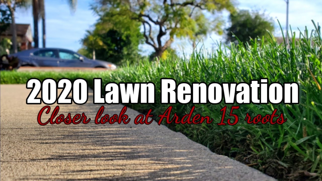 2020 Front Lawn Renovation - Closer look at Arden 15 roots! - YouTube