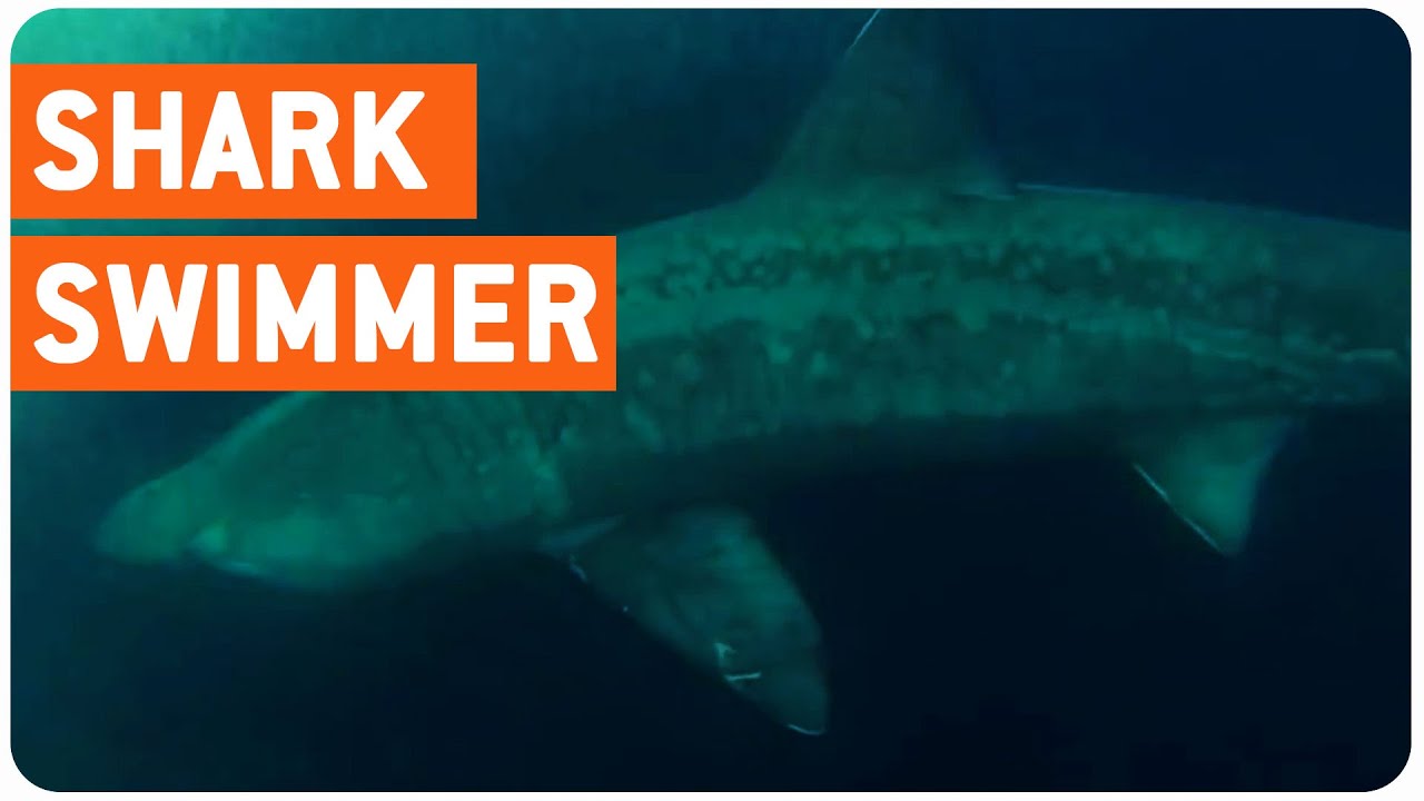 Swimming With Basking Sharks | Just Keep Swimming - YouTube