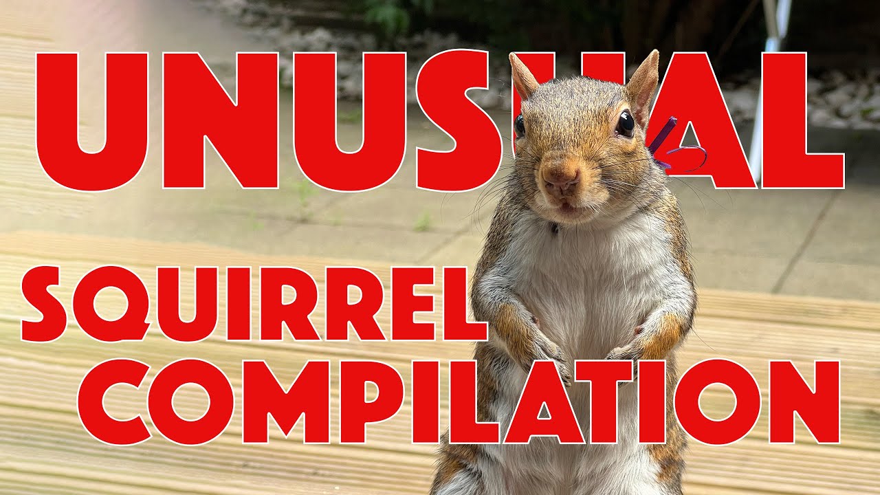 UNUSUAL SQUIRREL COMPILATION V4 | The Brave Squirrel - YouTube