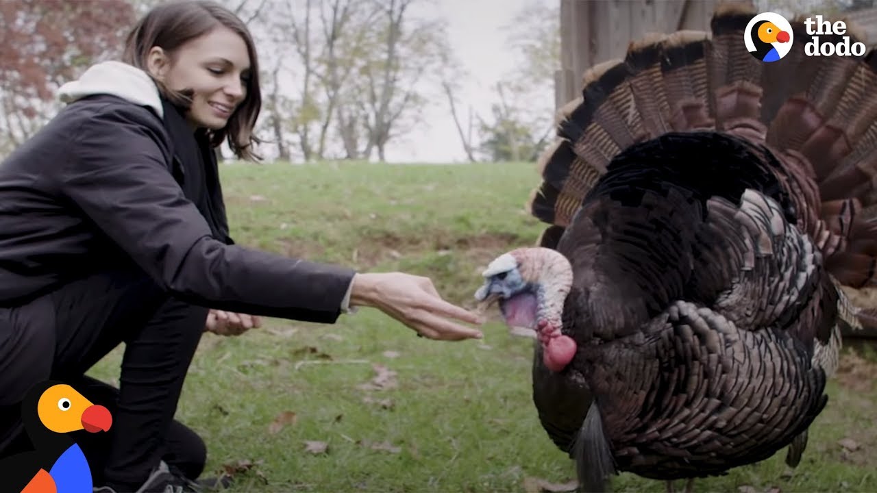 Rescued Turkey Know Exactly How To Spend Thanksgiving | The Dodo - YouTube