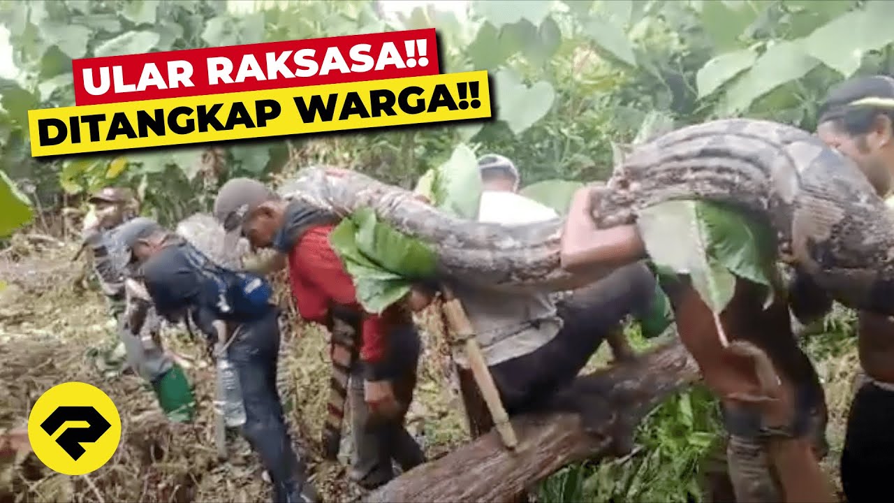 BIKIN GEMPAR!! ULAR RAKSASA TERTANGKAP WARGA!! BUTUH 8 ORANG BUAT NGANGKAT!! 😱 - YouTube