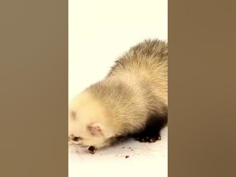 Five Fun Facts about Ferrets - YouTube