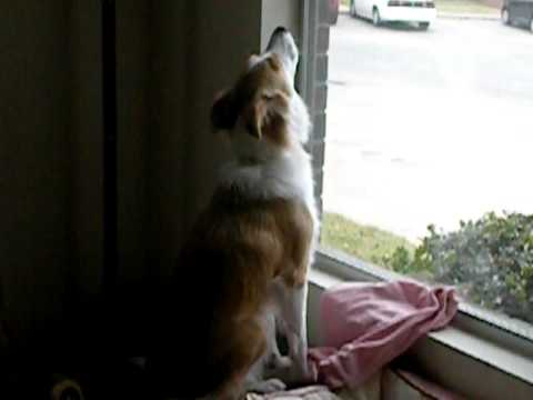 Border Collie Dog Howling - YouTube