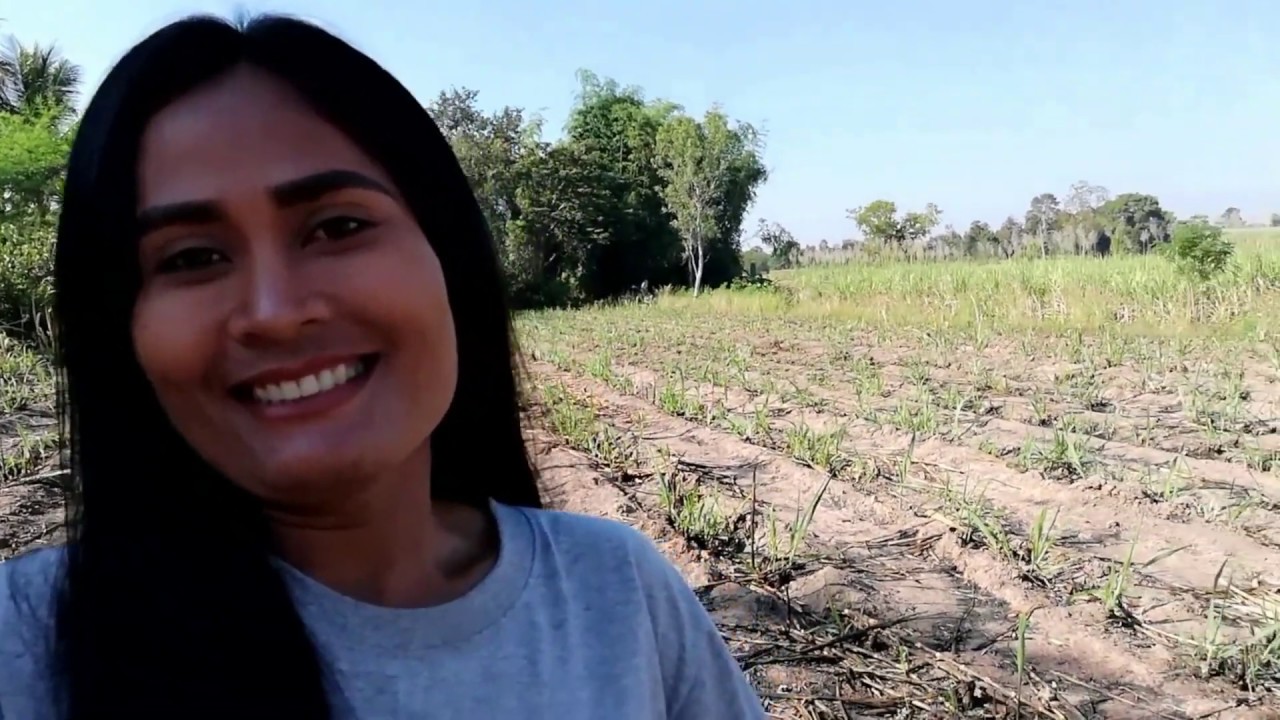 Moving the Rice from the Field - YouTube