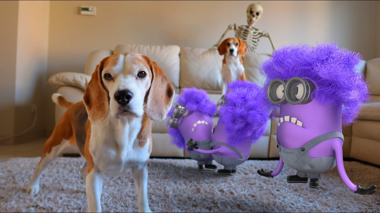 💜🌟Best of Minions In Real Life 3 🌟💜 - YouTube