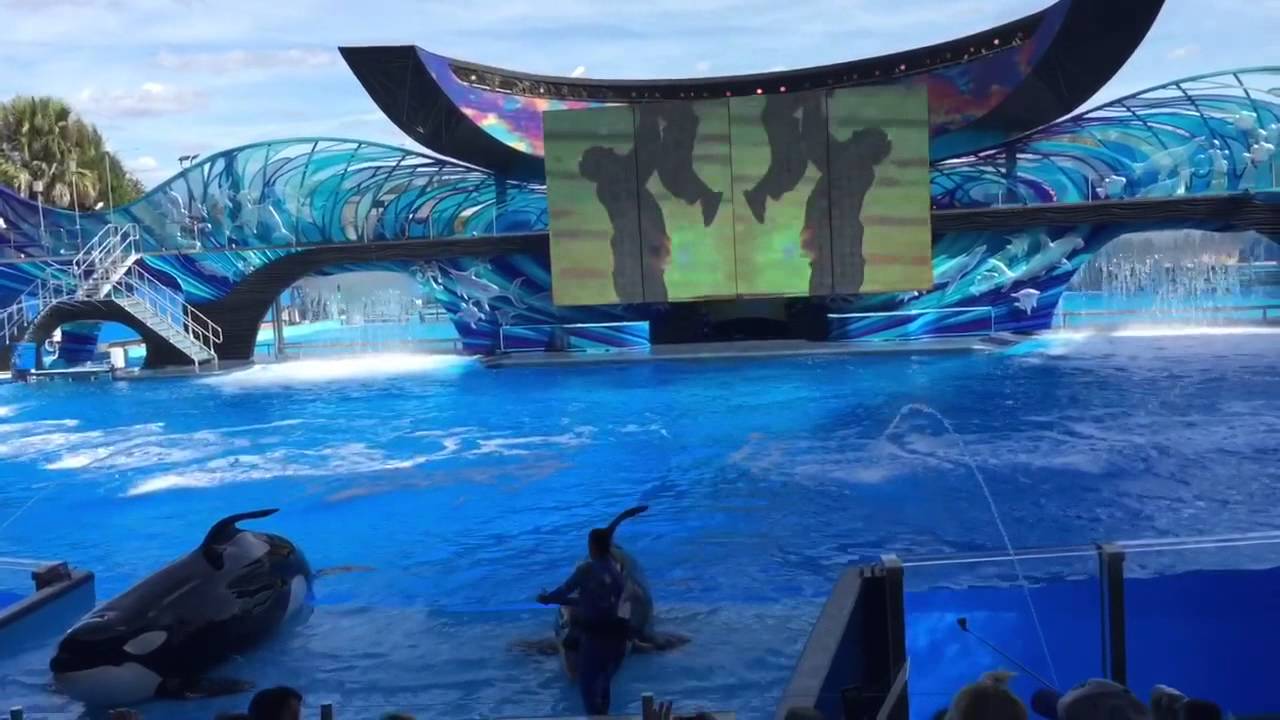 Seaworld one Ocean - YouTube