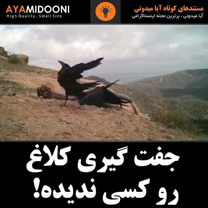 جفت گیری کلاغ🤯🙄 Youtube