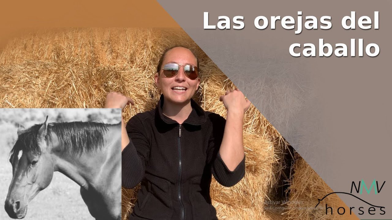 🐴Las OREJAS del caballo🐴 Cuidados, curiosidades y TODO lo que tienes ...