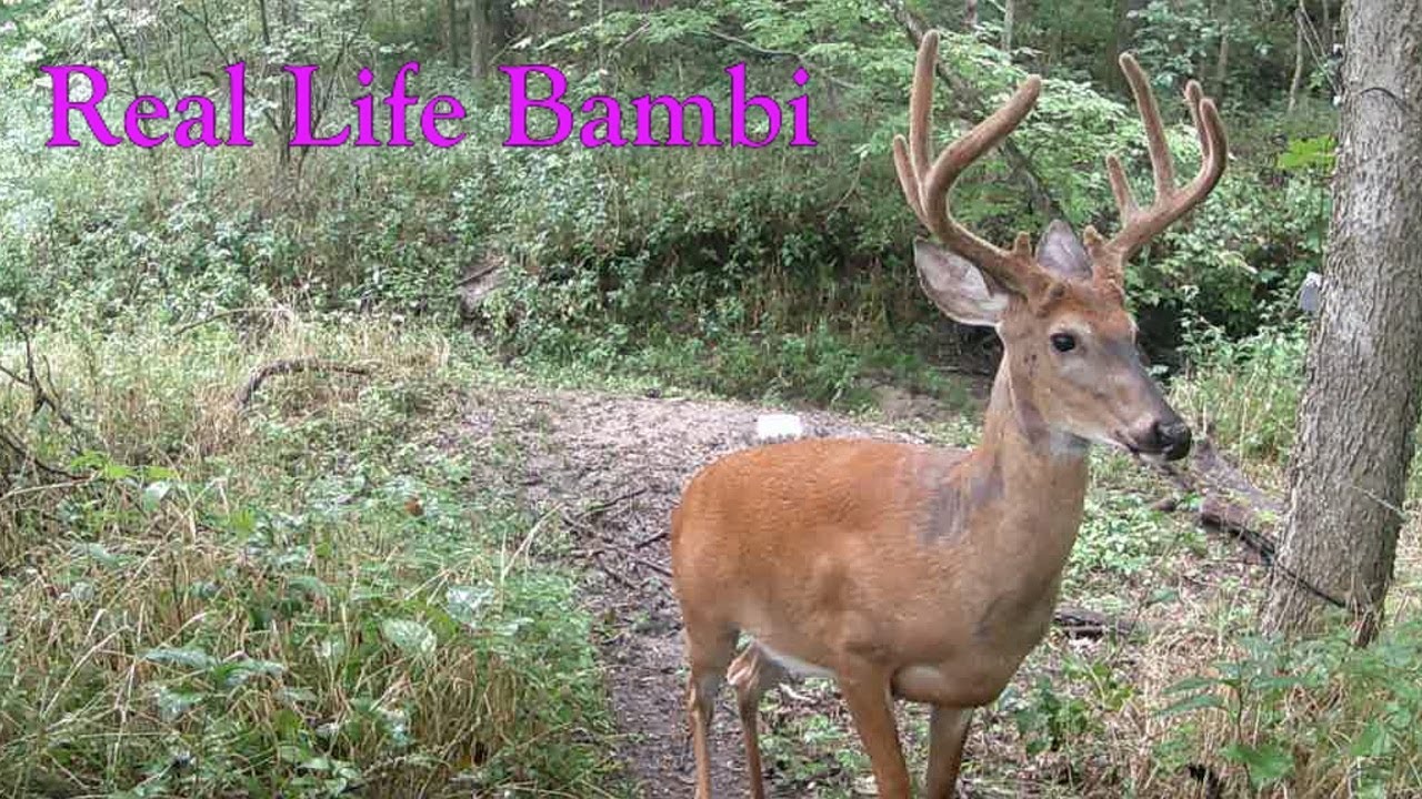 🦌 Real Life Bambi #1244 🦌 Deer for 5 hours and 16 minutes and 27 ...