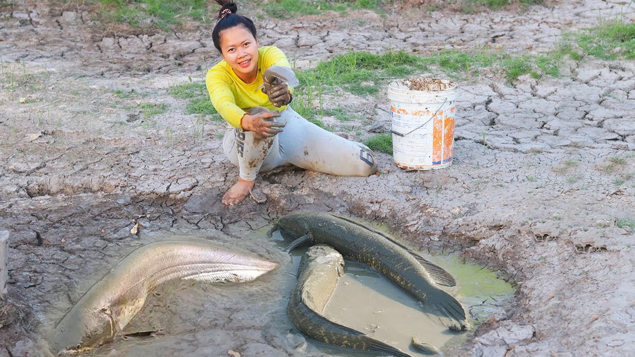 Dry Season 2024 Fishing | Digging dry mud to harvest a lot of fish in ...