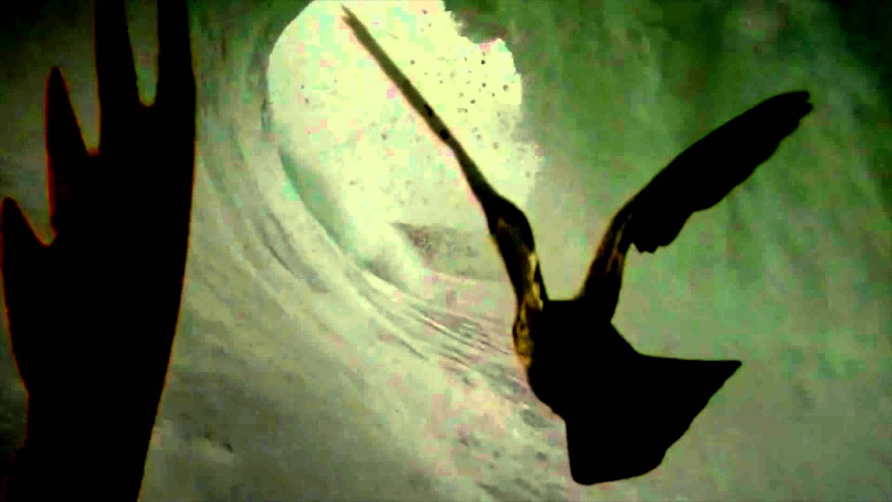 Bird Flying Through A Wave - YouTube
