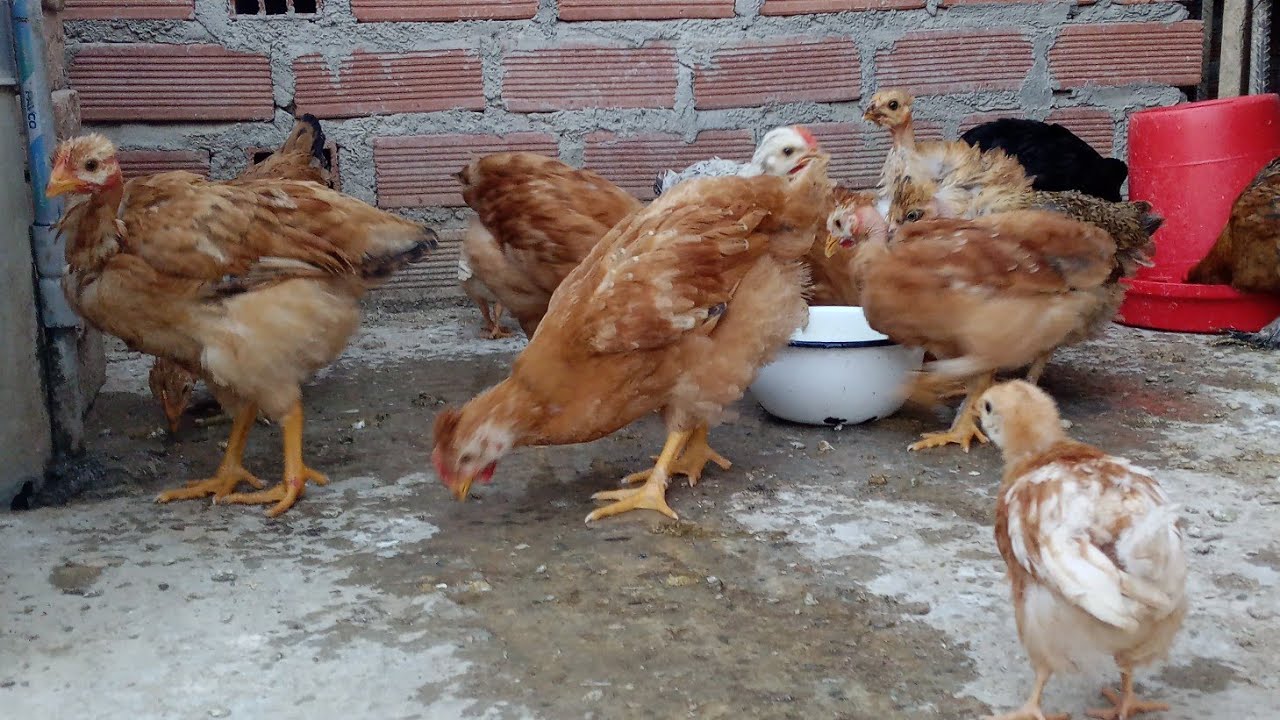 Por que mis pollitos se mu3ren - ¿Por frío? - YouTube