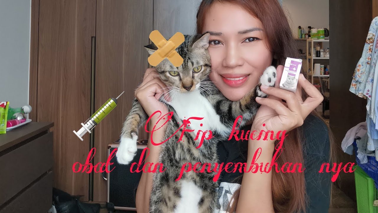 fip virus pada kucing / obat ampuh untuk virus fip pada kucing #cat # ...