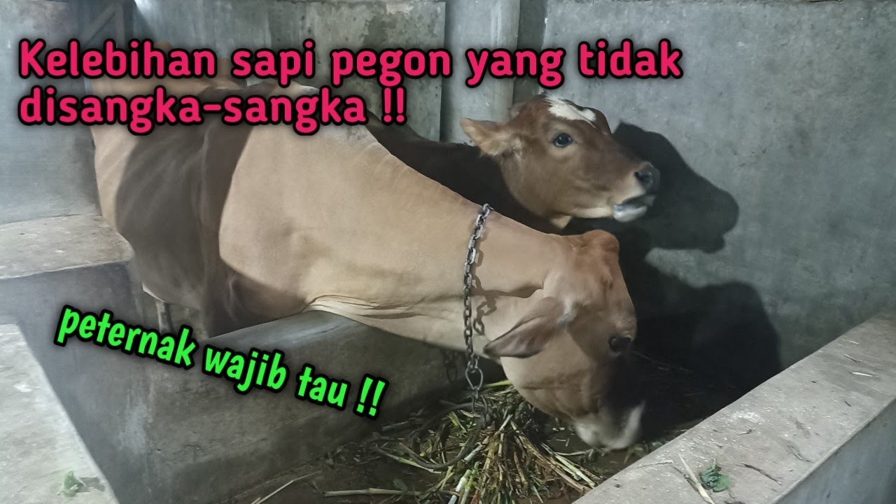 Kelebihan dan kekurangan sapi pegon !! - YouTube