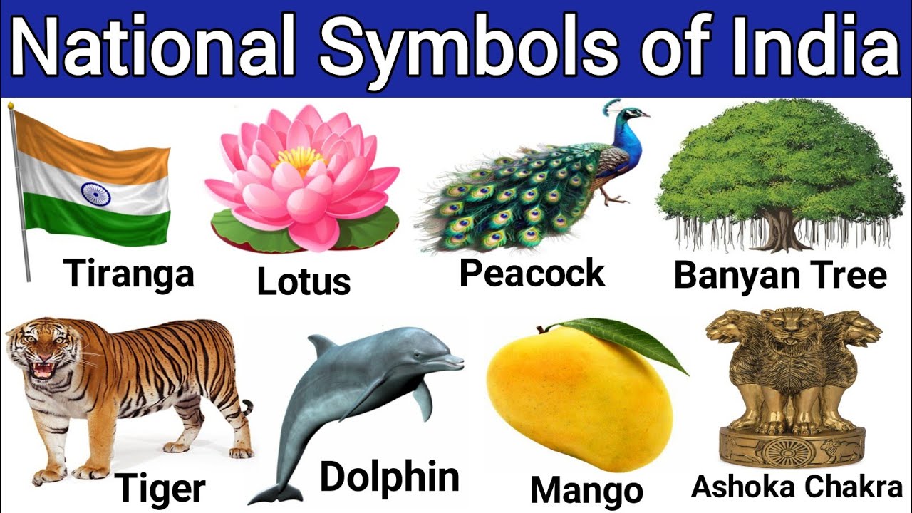 🇮🇳 Learn National Symbols of India || 🐅 National Symbols for Kids in ...