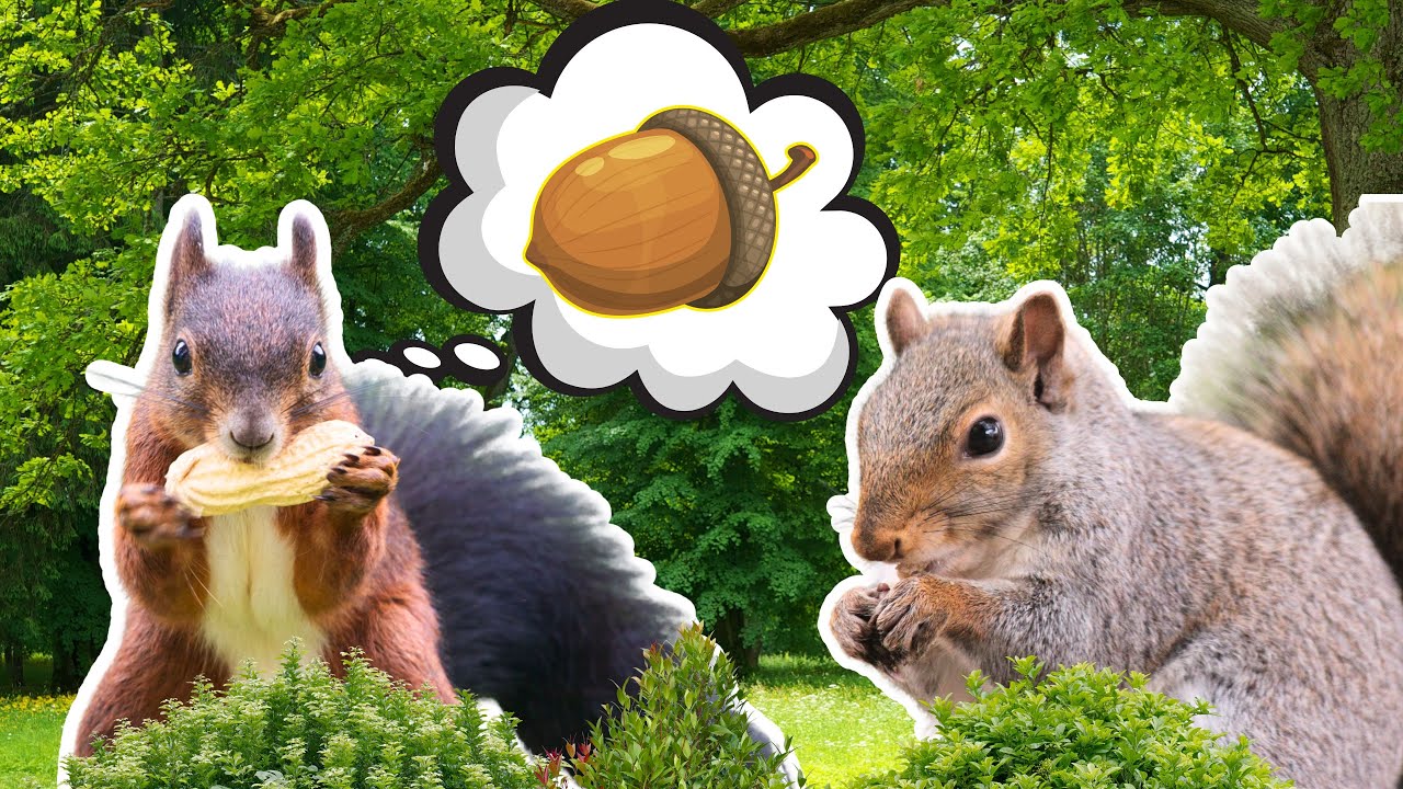 Why are Squirrels SO cute? Fun Facts About Squirrels - YouTube