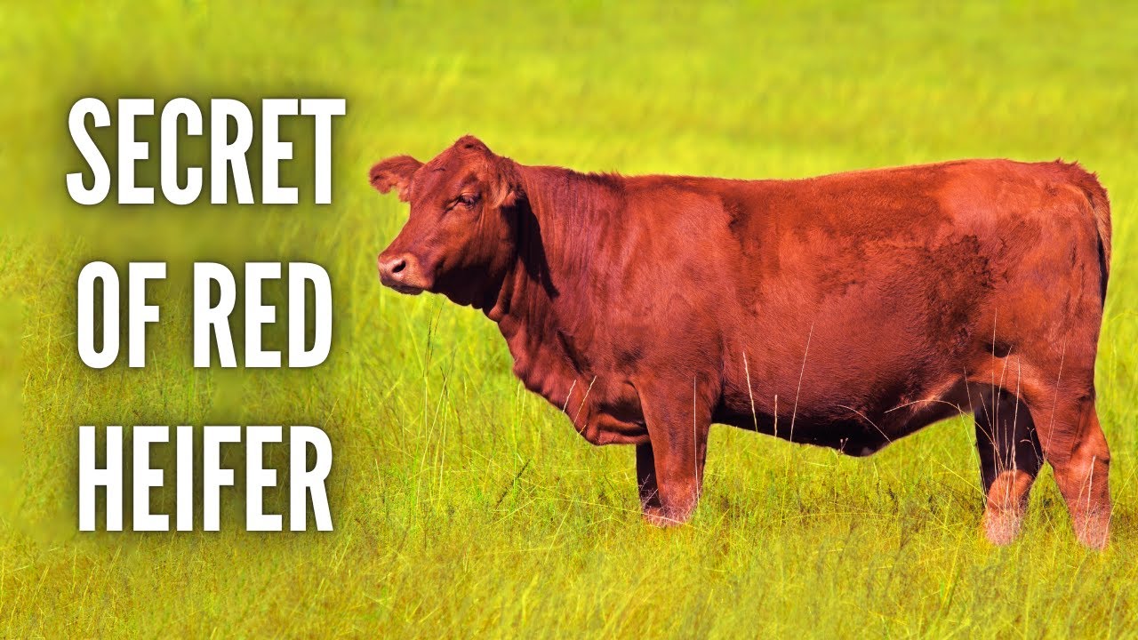 The Secret of the Red Cow: Understanding Temptation - YouTube