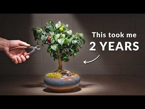I Grew a Bonsai Tree From Seed