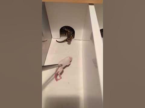 Baby Ball Python feeding 🙂🐍🔥 - YouTube