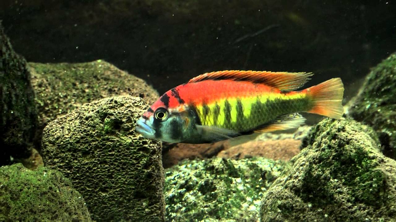 Pundamilia Nyererei Lake Victoria, with malawi chichlids.wmv - YouTube