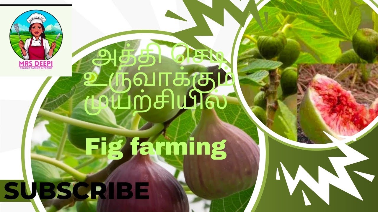 அத்தி பழம் செடி - செயல்படுத்தும் முறை Fig Cultivation: Step-by-Step ...