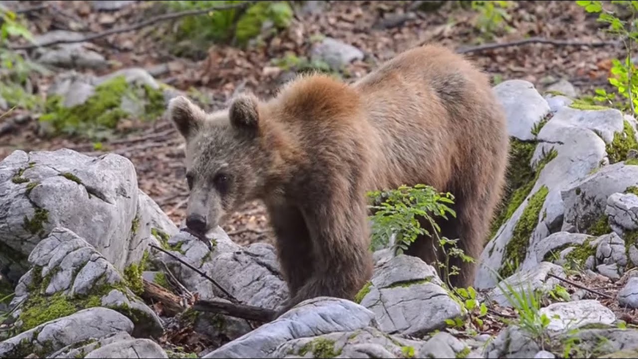 Orso bruno "Mamma e piccolo" (Ursus arctos) - YouTube