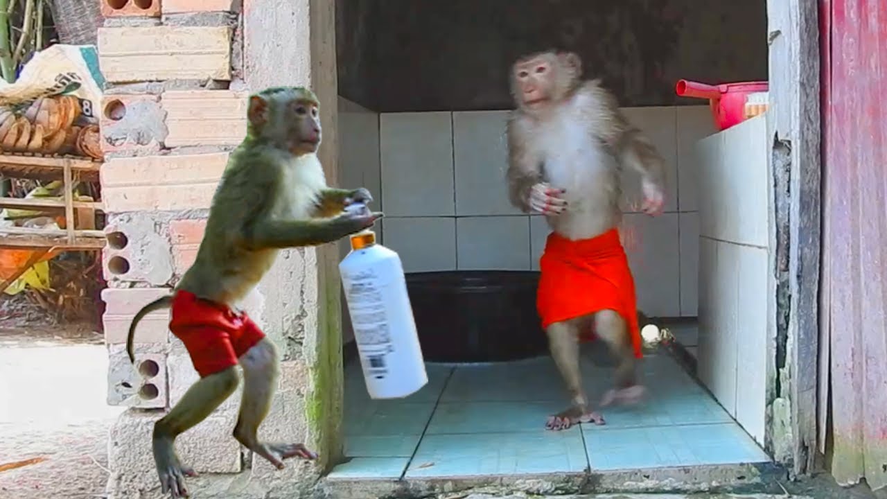 Dressing Red Towel So Beautiful & Take Shower Alone, Best Animal - YouTube