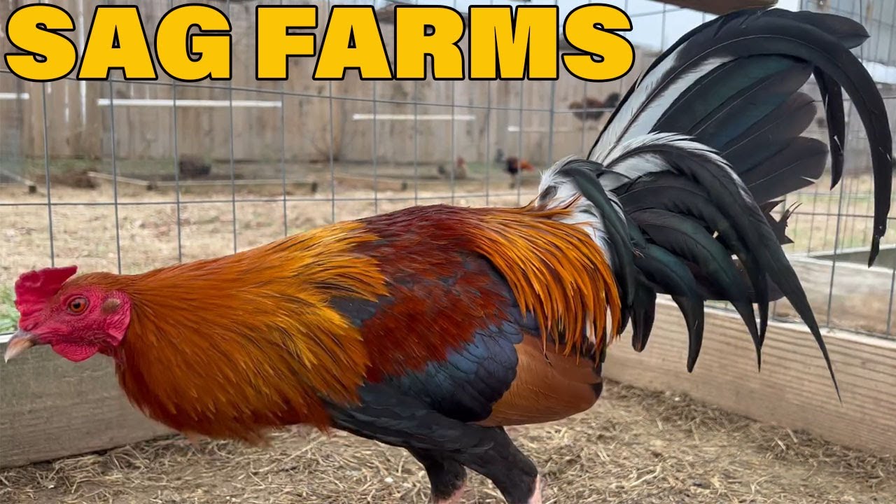 Yellow Leg Kelso Claret Roundhead Albany SAG FARMS - YouTube