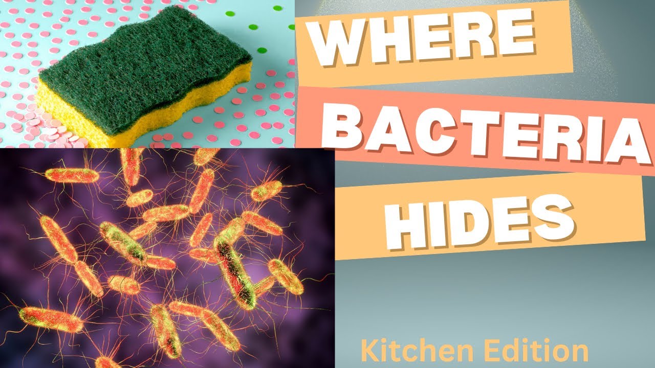 Where Bacteria Hides in your Home : Kitchen Edition - YouTube