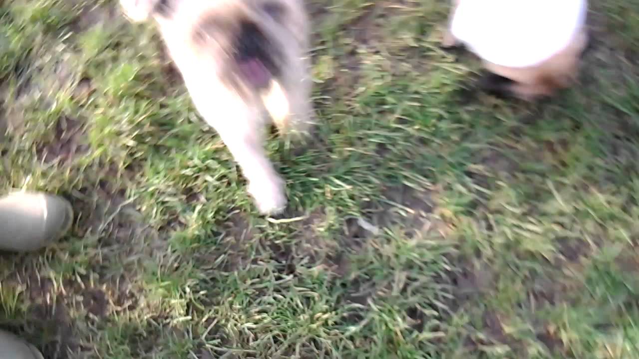 Ted the pugzus friends - YouTube
