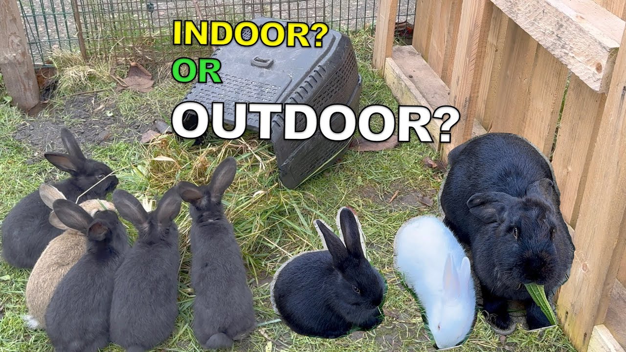 Rabbits vs. Extreme Weather: Nature's Adorable Survivalists - YouTube