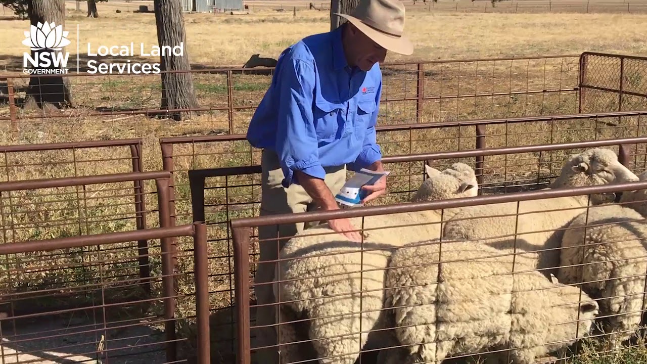 Body condition scoring - YouTube