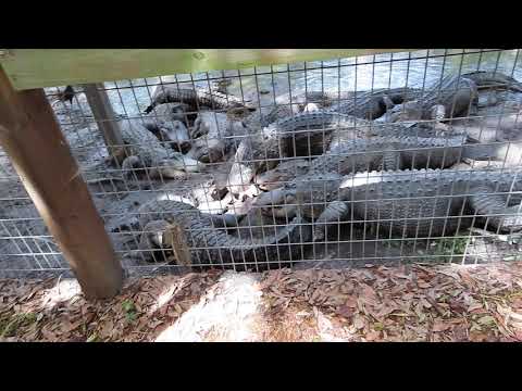 GIANT ALLIGATORS HISSING & CRAWLING DURING FEEDING FRENZY WITH BRYCE ...