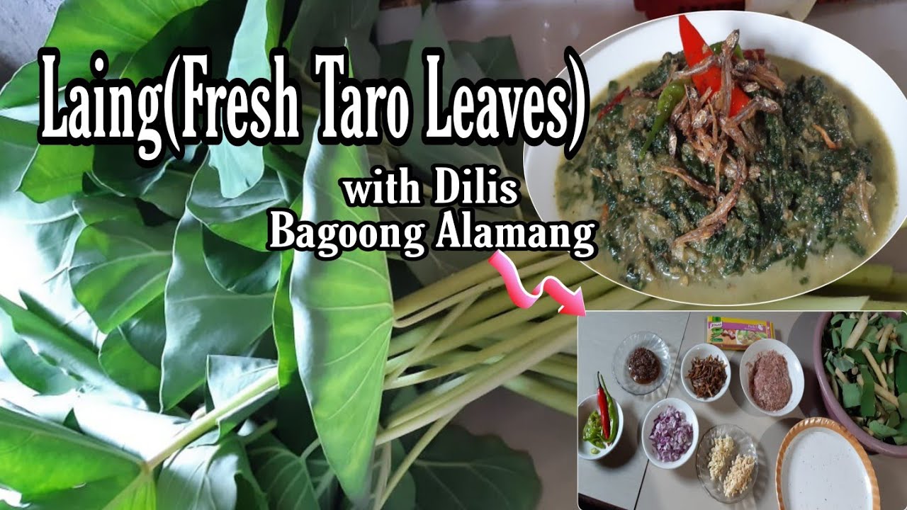 HOW TO COOK LAING(FRESH TARO LEAVES) IN FRESH COCONUT MILK/SECRETO NG ...