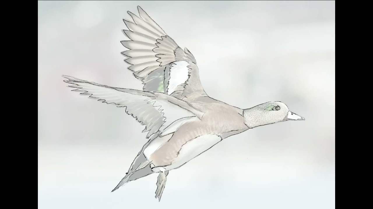 Bird Wigeon Digital Painting Timelapse - YouTube