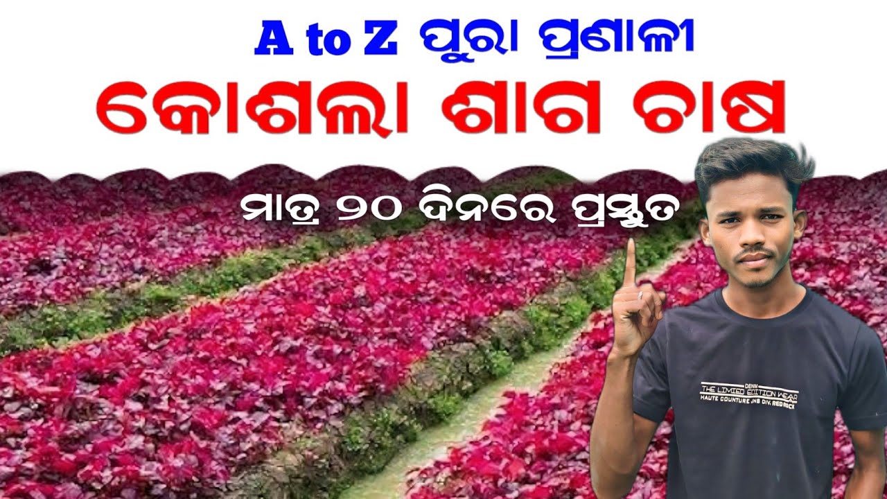 କୋଷଲା ଶାଗ ଚାଷ / Koshala Bhaji Saga chasa | Full details of Koshala ...