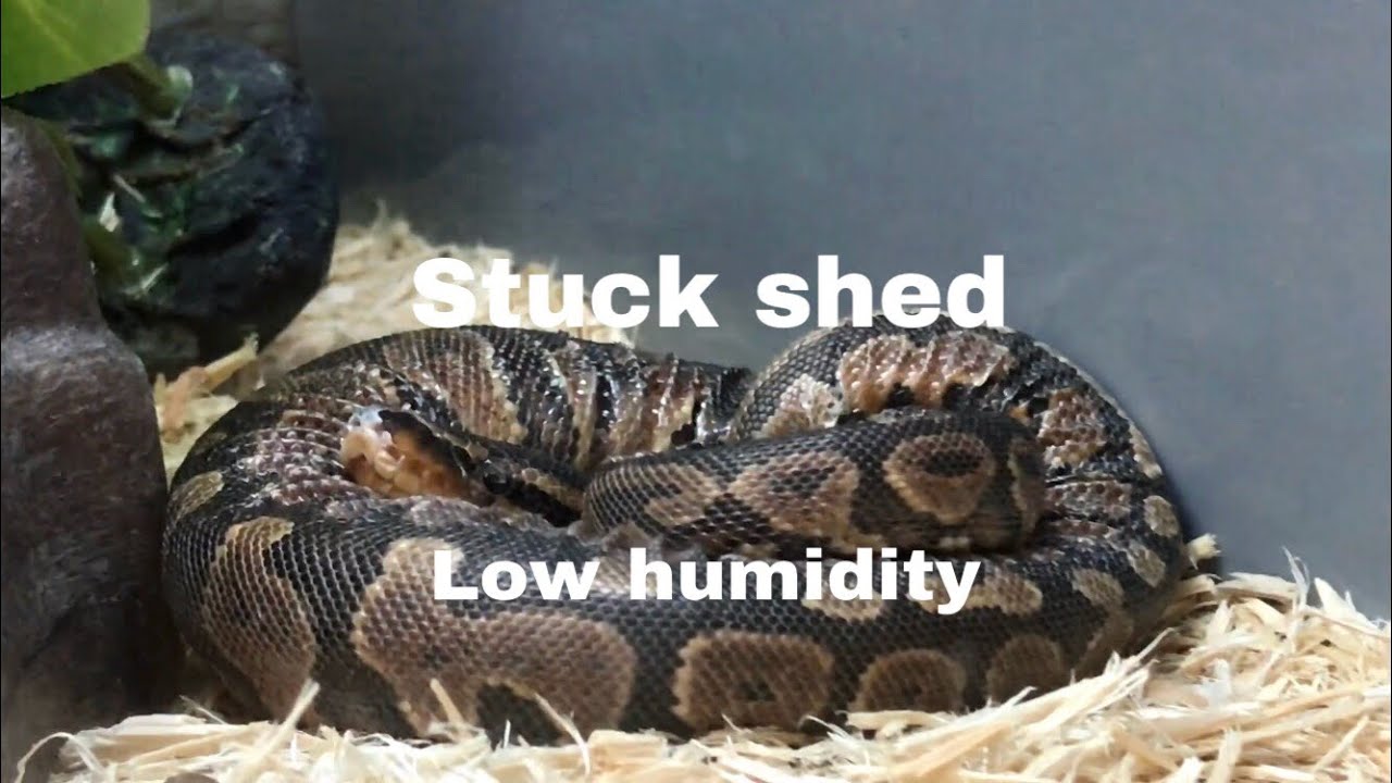 Petco neglecting their reptiles! - YouTube