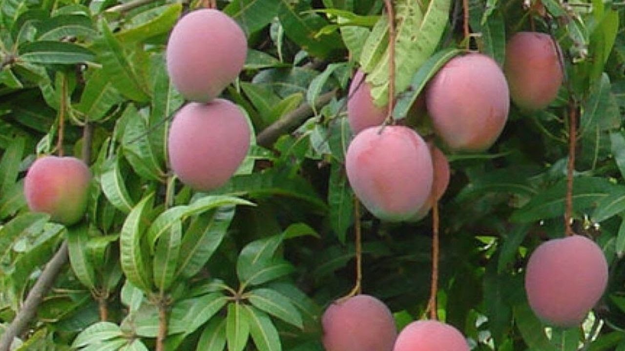 AMAZING PANORAMIC Views Of A Mango Orchard Vol 2. 360 Fruit Tree Tour ...