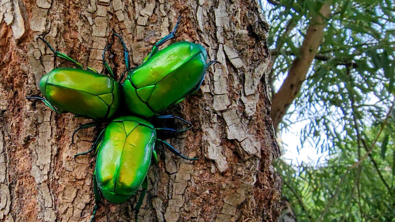 Observe Wasps Longhorn Beetles Catch Emerald Beetles By The River In 8497