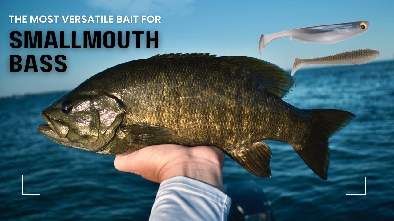The Most Versatile Bait for Smallmouth Bass | Finesse Swimbait Fishing ...