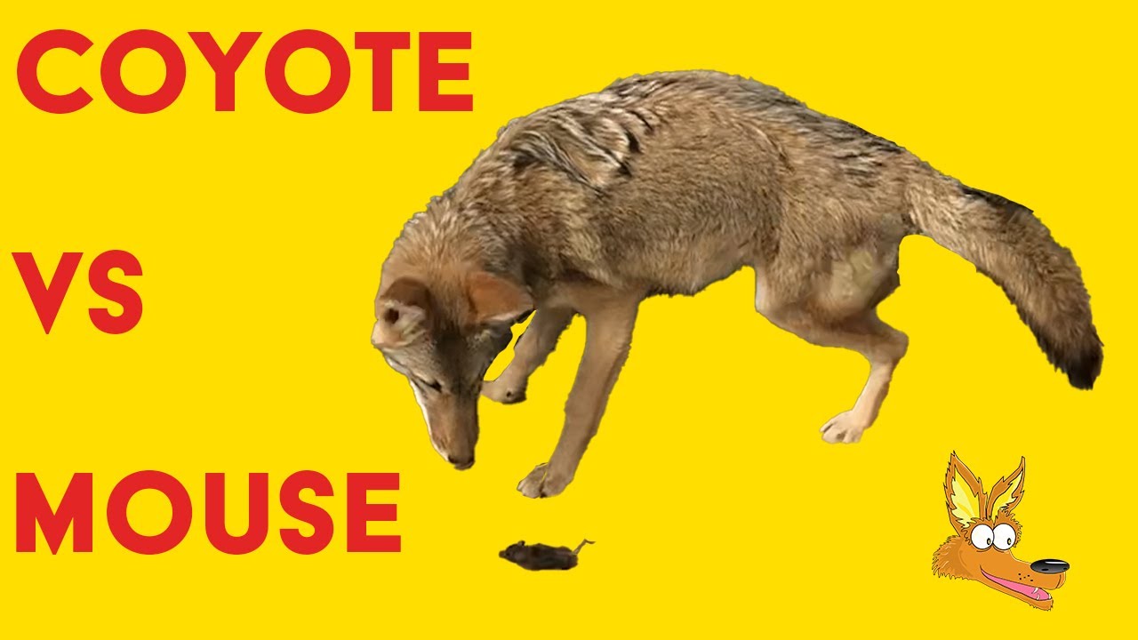 Coyote vs Mouse Showdown! | Mouse Fights Coyote! - YouTube