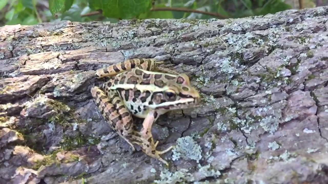 Leopard Frog jumping at Camp Matachua - YouTube
