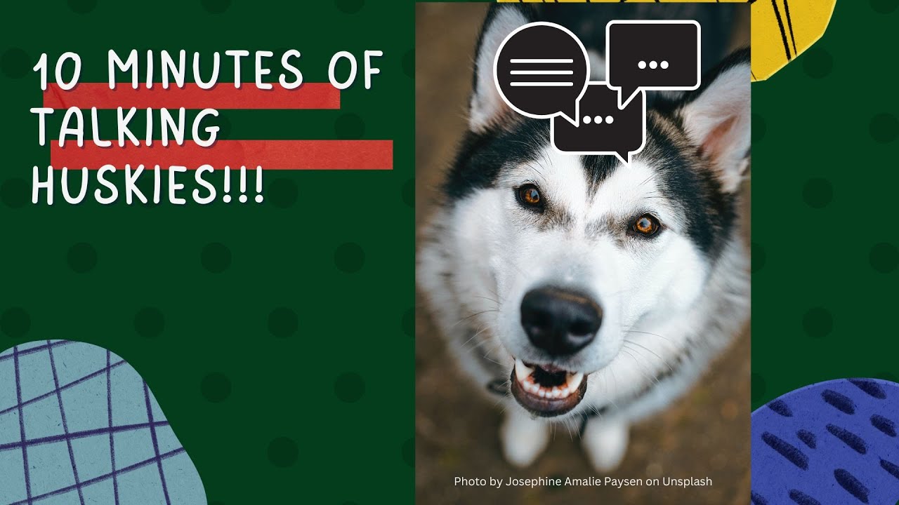 10 Minutes of Talking Huskies!!! - YouTube