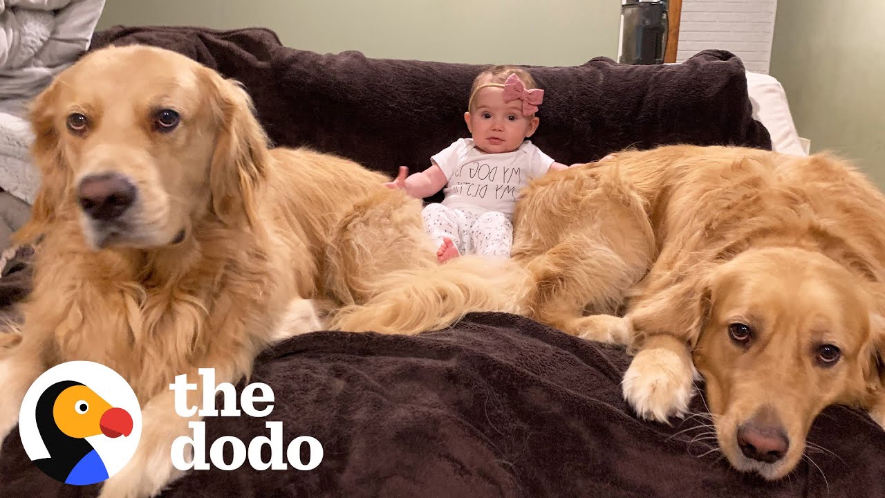 Dog Brothers Claim Newborn Baby Sister As Their Own | The Dodo - YouTube