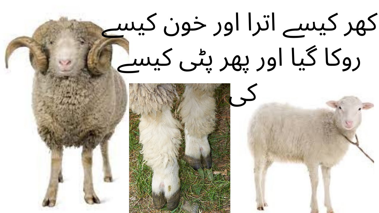 injured hoof of lamb I bleeding in hoof I cracked hoof I how vet ...