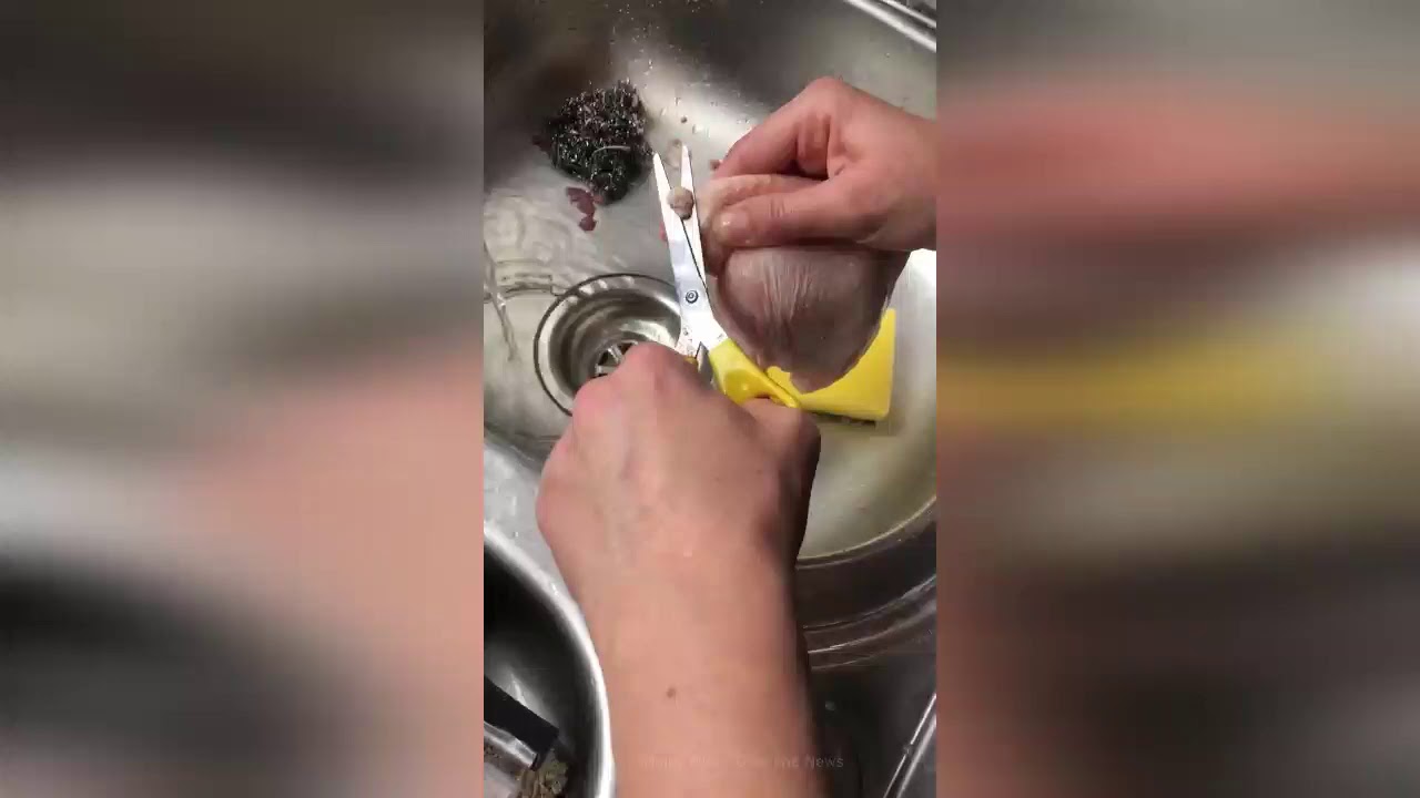 Disgusting video shows Aldi customers heaving after discovering "pus ...