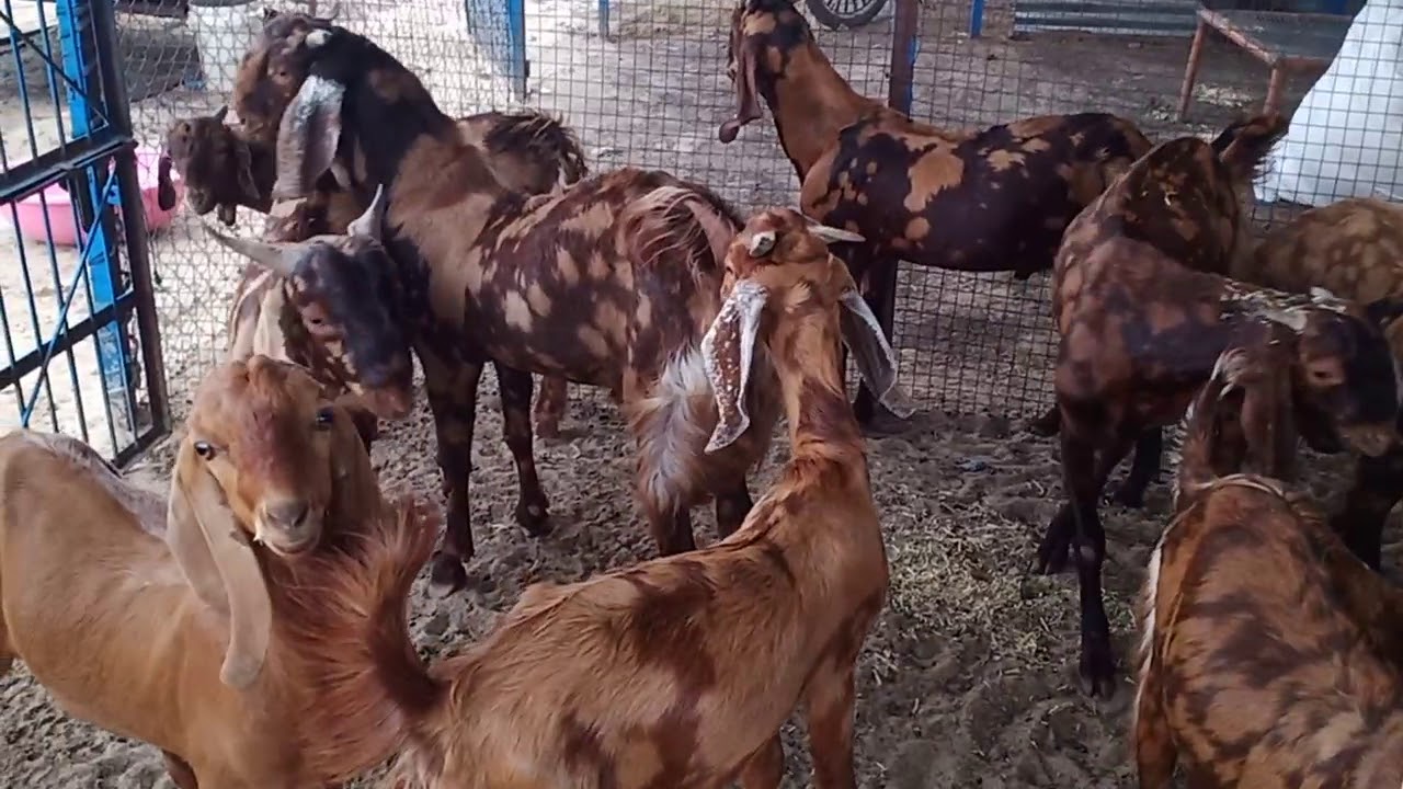 Lucky goat farm Pushkar 6350566141 shirohi male 20s25 kg Rs250 per kg ...