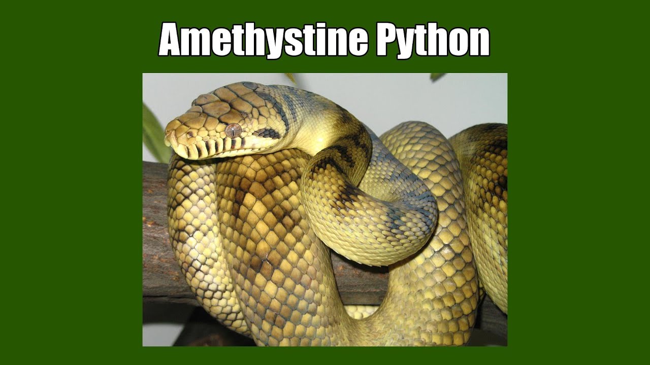 Have You Seen Any Amethystine Python Before? - YouTube