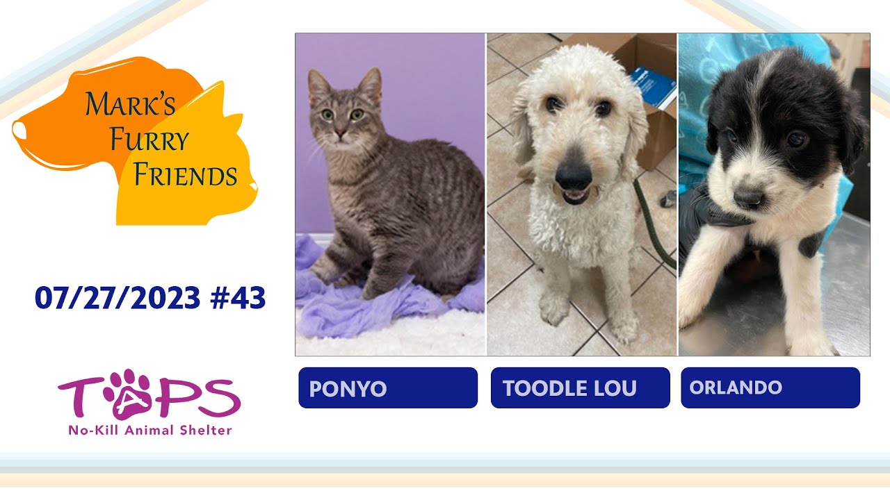 Mark's Furry Friends #143 | 07/27/2023 | Ponyo, Toodle Lou and Orlando ...