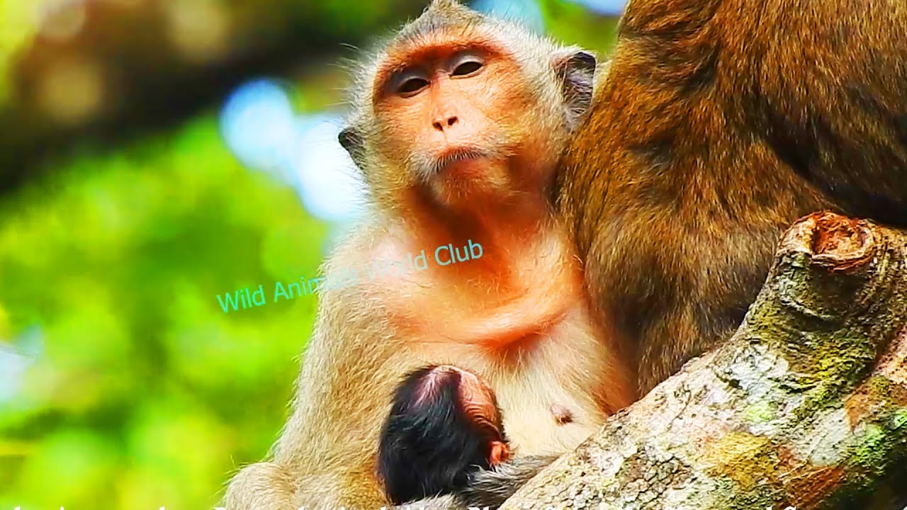 CONGRATULATIONS! BABIE JUST GIVES A NEW BORN BABY BIRTH NAMED BEAU ...